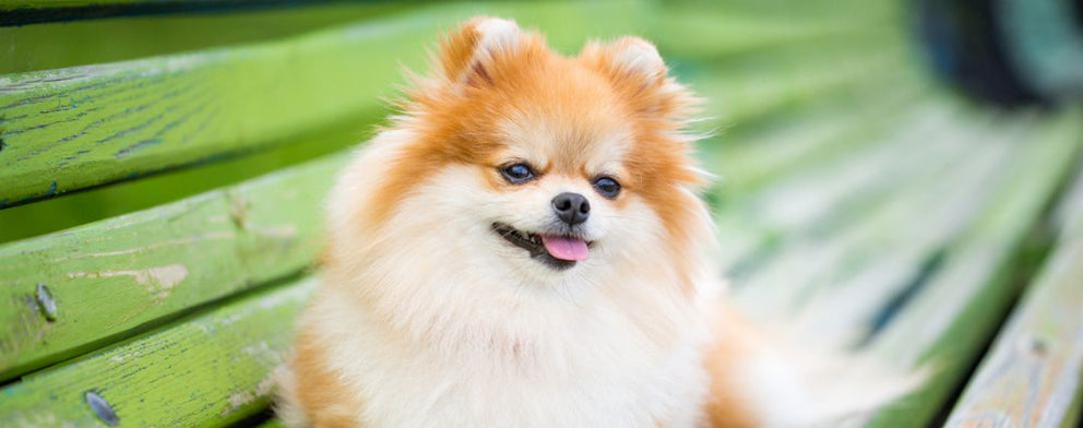 How Long Does 2 Weeks Feel to a Dog? & Amorina Pet Bags